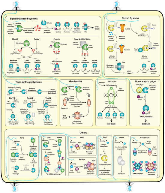 Knowing Our Enemy in the Antimicrobial Resistance Era: Dissecting the ...