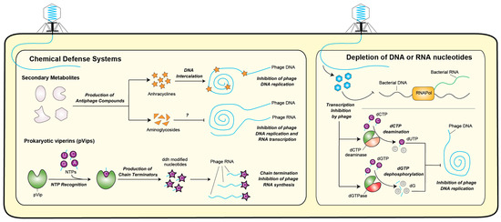 Knowing Our Enemy in the Antimicrobial Resistance Era: Dissecting the ...