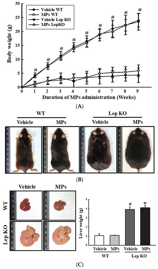 Impact of the Oral Administration of Polystyrene Microplastics on ...