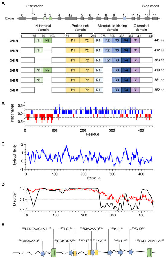 The Enigma of Tau Protein Aggregation: Mechanistic Insights and Future ...