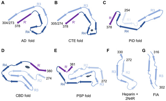 The Enigma of Tau Protein Aggregation: Mechanistic Insights and Future ...