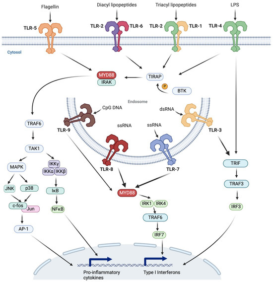 IJMS | Free Full-Text | Unraveling the Complexities of Toll-like Receptors: From Molecular ...