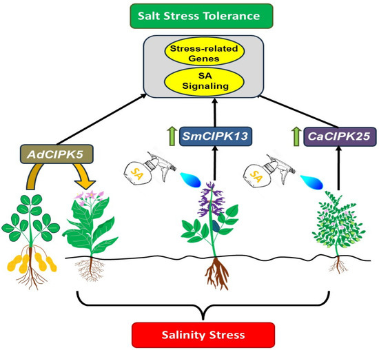 IJMS | Free Full-Text | Molecular Mechanisms of CBL-CIPK Signaling Pathway in Plant Abiotic ...