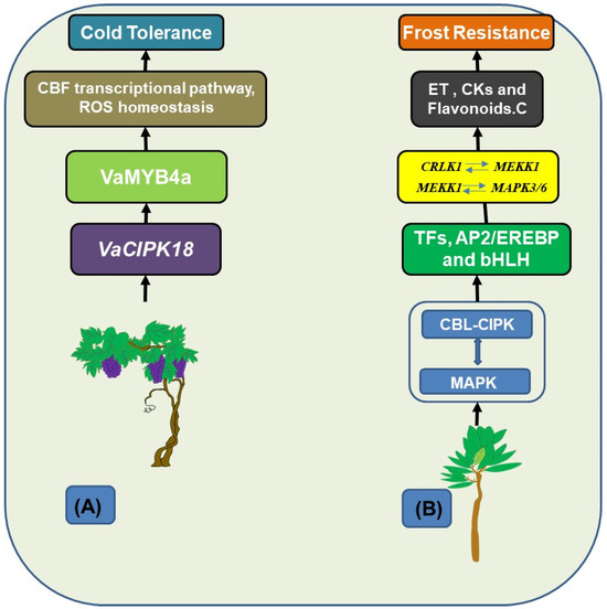 IJMS | Free Full-Text | Molecular Mechanisms of CBL-CIPK Signaling ...