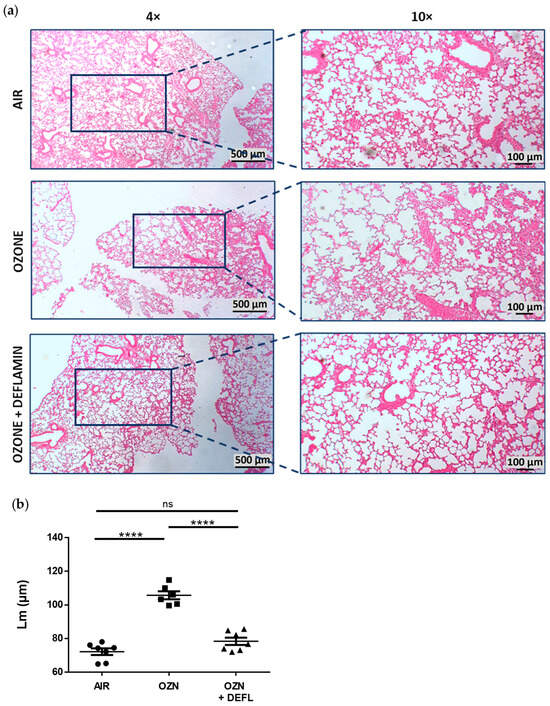 Deflamin Attenuated Lung Tissue Damage in an Ozone-Induced COPD Murine ...