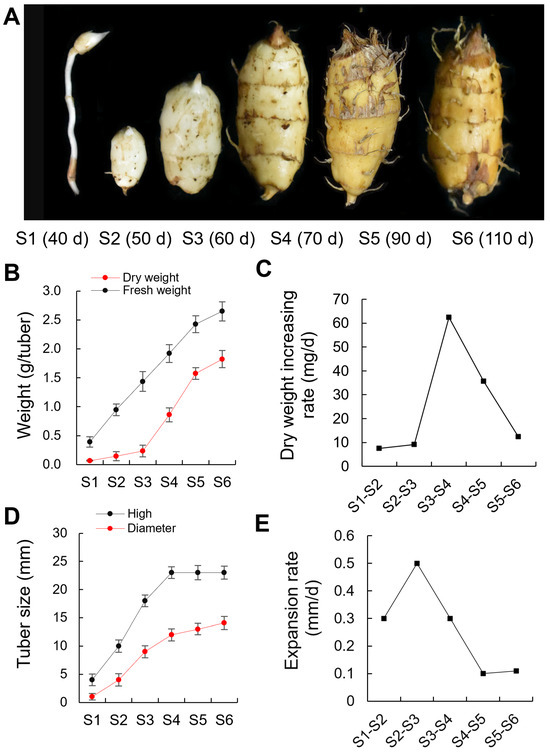 RNA-Seq Reveals That Multiple Pathways Are Involved in Tuber Expansion in Tiger Nuts (Cyperus ...