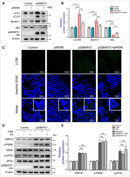 p20BAP31 Induces Autophagy in Colorectal Cancer Cells by Promoting PERK ...
