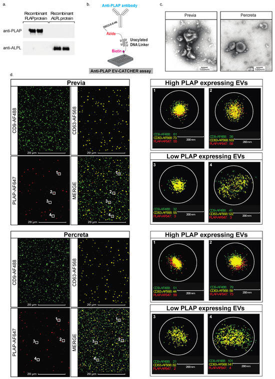 Customizing EV-CATCHER to Purify Placental Extracellular Vesicles from ...