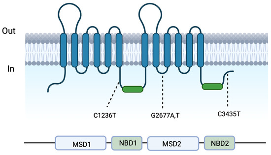 ABCB1 C1236T, G2677TA and C3435T Genetic Polymorphisms and ...