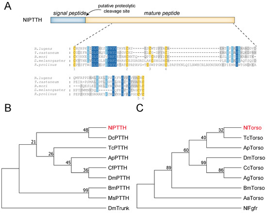 PTTH–Torso Signaling System Controls Developmental Timing, Body Size ...