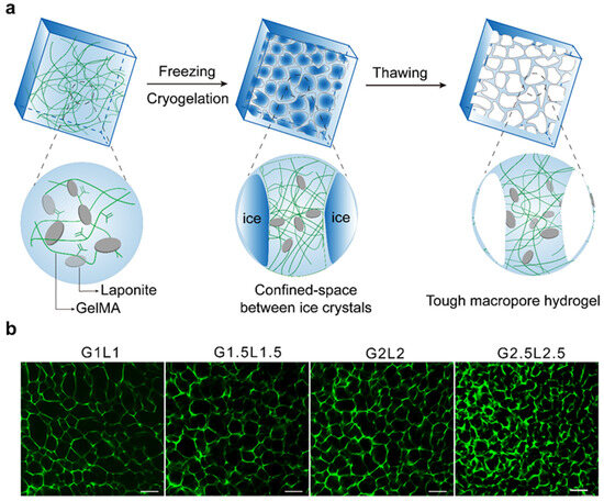 Porous Hydrogels for Immunomodulatory Applications