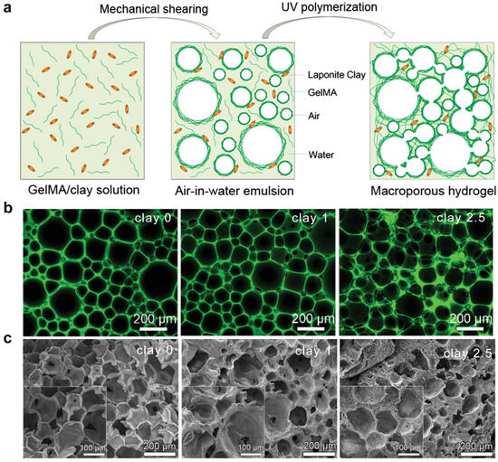 Porous Hydrogels for Immunomodulatory Applications