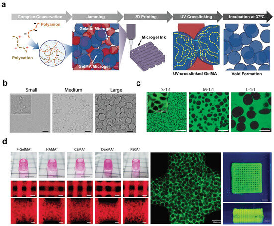 Porous Hydrogels for Immunomodulatory Applications