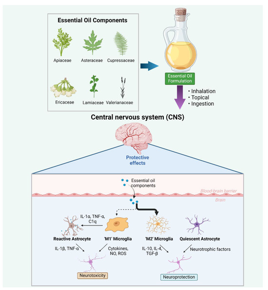 Essential Oil Constituents as Anti-Inflammatory and Neuroprotective ...