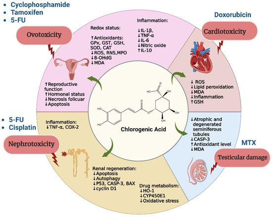 Therapeutic Potential of Chlorogenic Acid in Chemoresistance and ...