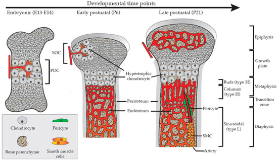 Exosomes: A New Hope for Angiogenesis-Mediated Bone Regeneration