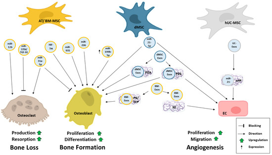 Exosomes: A New Hope for Angiogenesis-Mediated Bone Regeneration