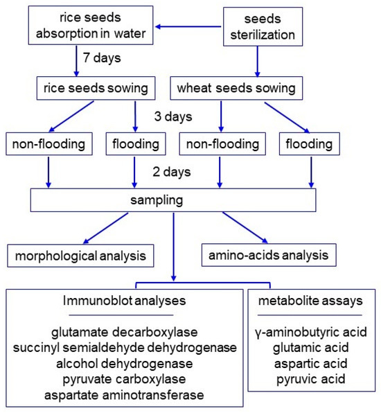 The Changes of Amino-Acid Metabolism between Wheat and Rice during ...