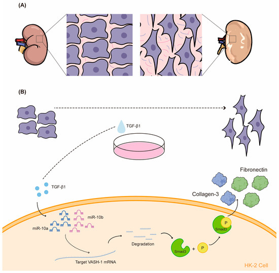 MicroRNA-10 Family Promotes Renal Fibrosis through the VASH-1/Smad3 Pathway