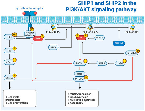 The Functional Roles of the Src Homology 2 Domain-Containing Inositol 5 ...