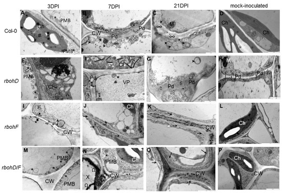 Homogalacturonan Pectins Tuned as an Effect of Susceptible rbohD, Col-0 ...