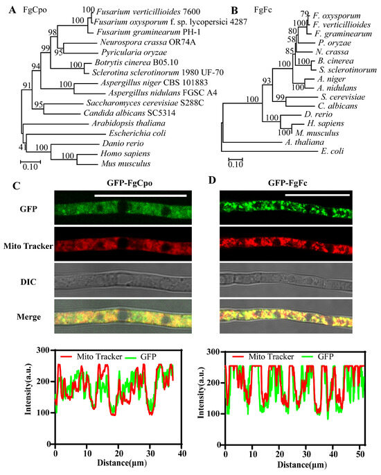 IJMS | Free Full-Text | Crucial Involvement of Heme Biosynthesis in ...