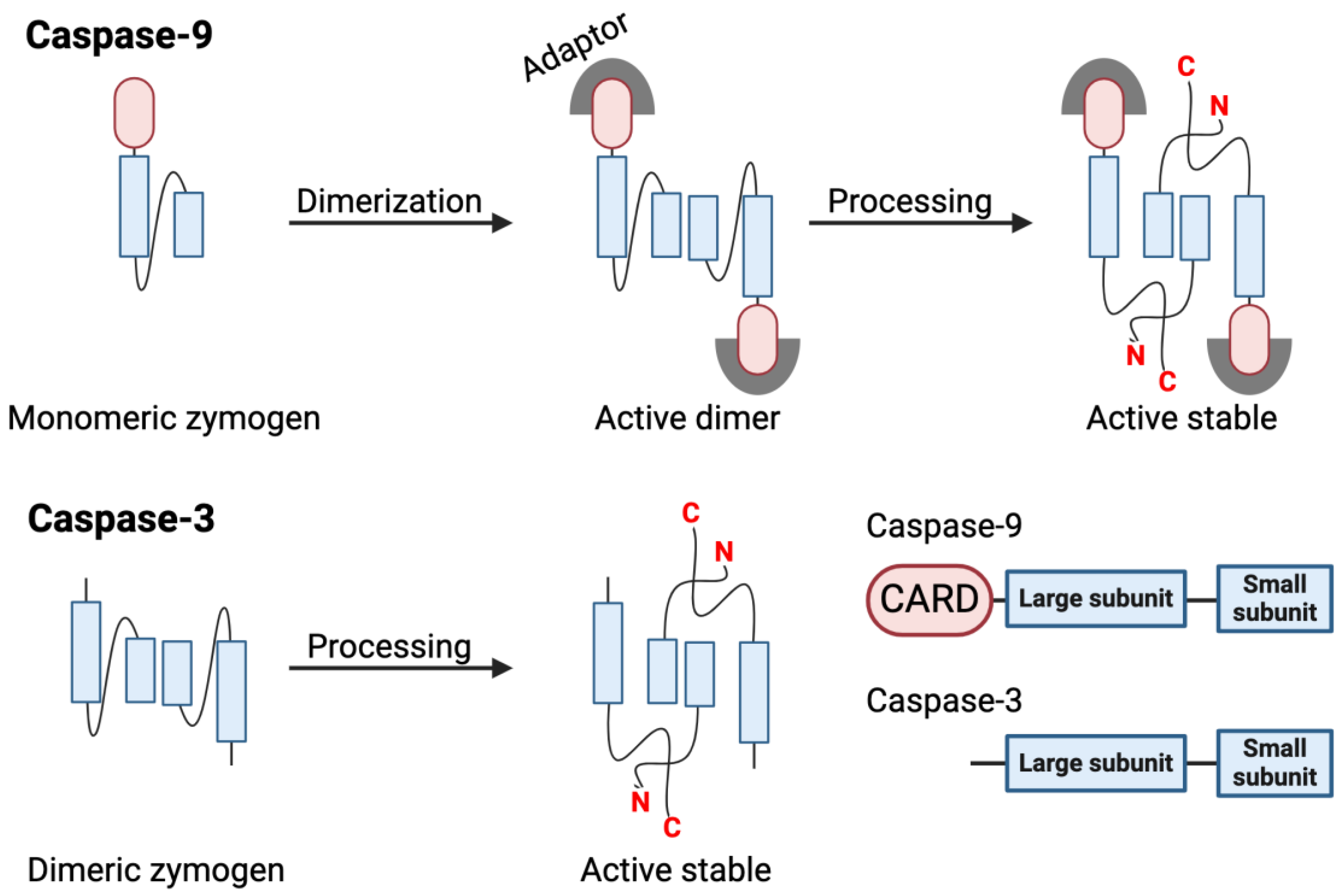 Ijms Free Full Text Evolution Of Caspases And The Invention Of