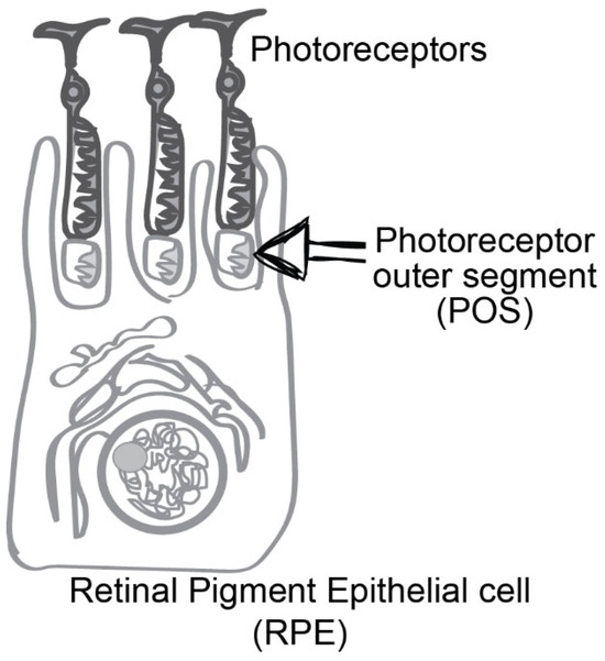 In the Eyes of the Beholder—New Mertk Knockout Mouse and Re-Evaluation ...