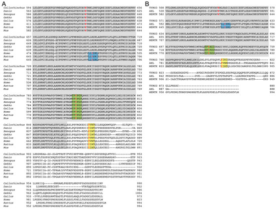 In the Eyes of the Beholder—New Mertk Knockout Mouse and Re-Evaluation ...