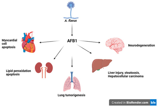 AFB1 Toxicity in Human Food and Animal Feed Consumption: A Review of ...