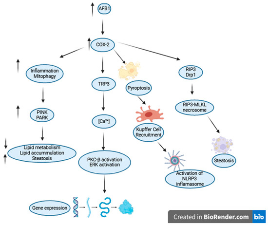 AFB1 Toxicity in Human Food and Animal Feed Consumption: A Review of ...
