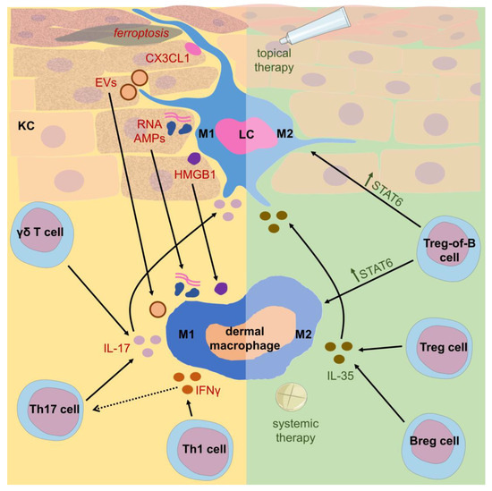 Macrophage Functions in Psoriasis: Lessons from Mouse Models