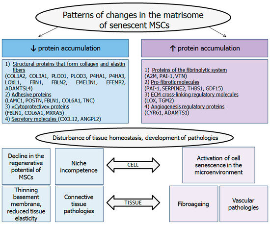 Senescence-Associated Alterations in Matrisome of Mesenchymal Stem Cells