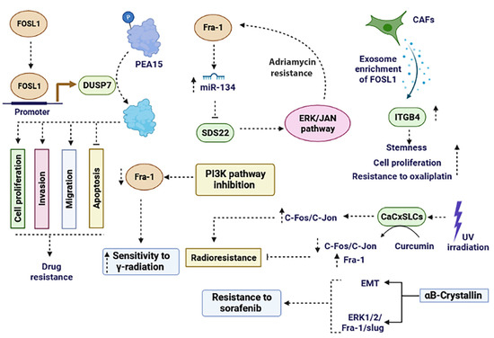 FOSL1’s Oncogene Roles in Glioma/Glioma Stem Cells and Tumorigenesis: A ...