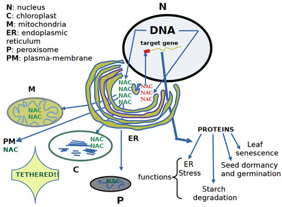 Transcriptional Control of Seed Life: New Insights into the Role of the ...