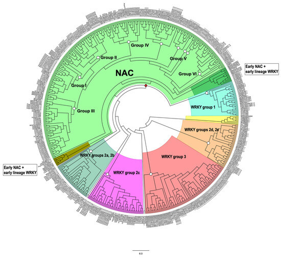 Transcriptional Control of Seed Life: New Insights into the Role of the ...