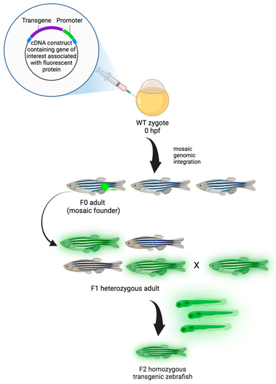 Speeding up Glioblastoma Cancer Research: Highlighting the Zebrafish ...