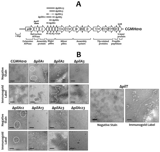 Functional Analysis of the Major Pilin Proteins of Type IV Pili in ...