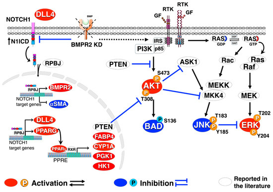BMPR2 Loss Activates AKT by Disrupting DLL4/NOTCH1 and PPARγ Signaling ...