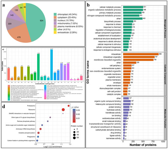 IJMS | Free Full-Text | Comparative Proteome Profiling of Extracellular ...