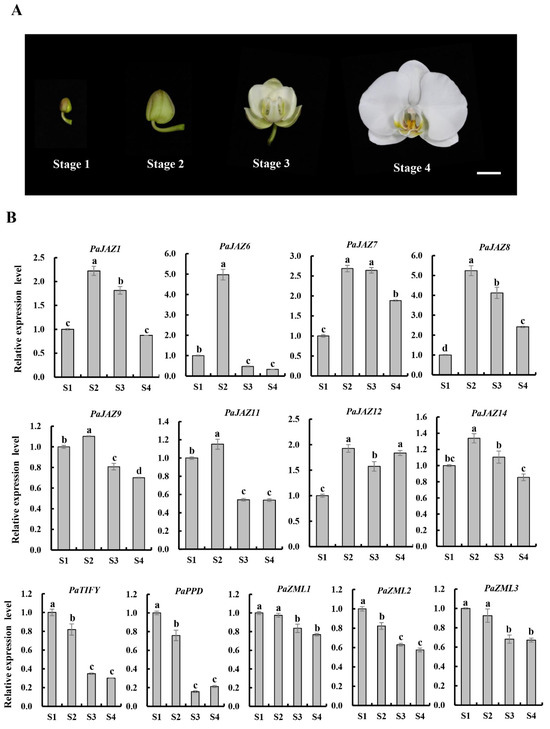 Genome-Wide Identification and Expression Pattern Analysis of TIFY ...