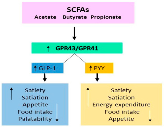 Postbiotics as Metabolites and Their Biotherapeutic Potential