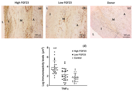 IJMS | Free Full-Text | FGF23 as a Potential Pathophysiological Factor ...