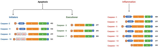 A Comprehensive Exploration of Caspase Detection Methods: From ...