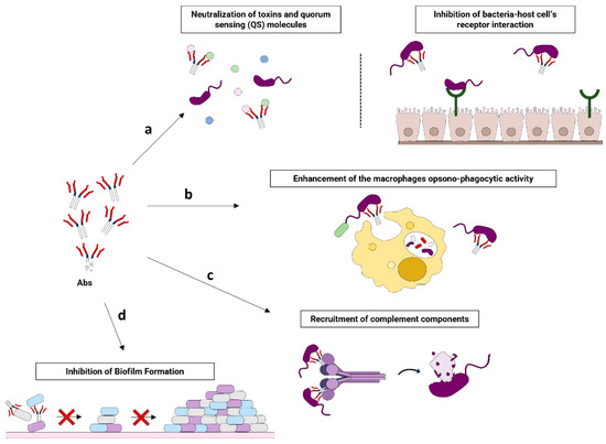 IJMS | Free Full-Text | Vaccines and Monoclonal Antibodies as ...
