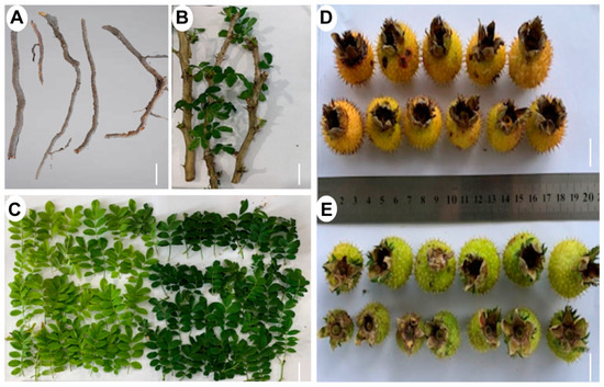 Combined Metabolite and Transcriptomic Profiling Unveil a Potential ...