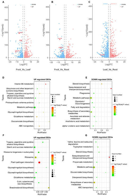 Combined Metabolite and Transcriptomic Profiling Unveil a Potential Gene Network Involved in the ...