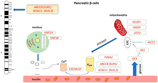 Congenital Hyperinsulinism Caused by Mutations in ABCC8 Gene Associated ...