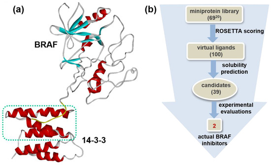 Structure-Based De Novo Design for the Discovery of Miniprotein ...