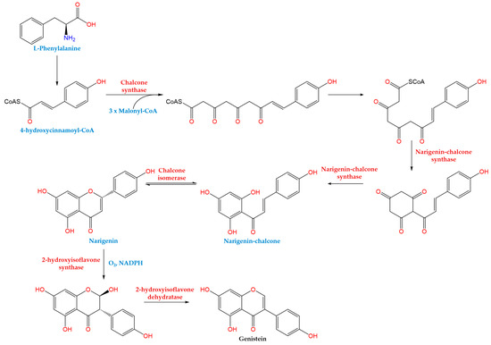 Molecular Pathways of Genistein Activity in Breast Cancer Cells